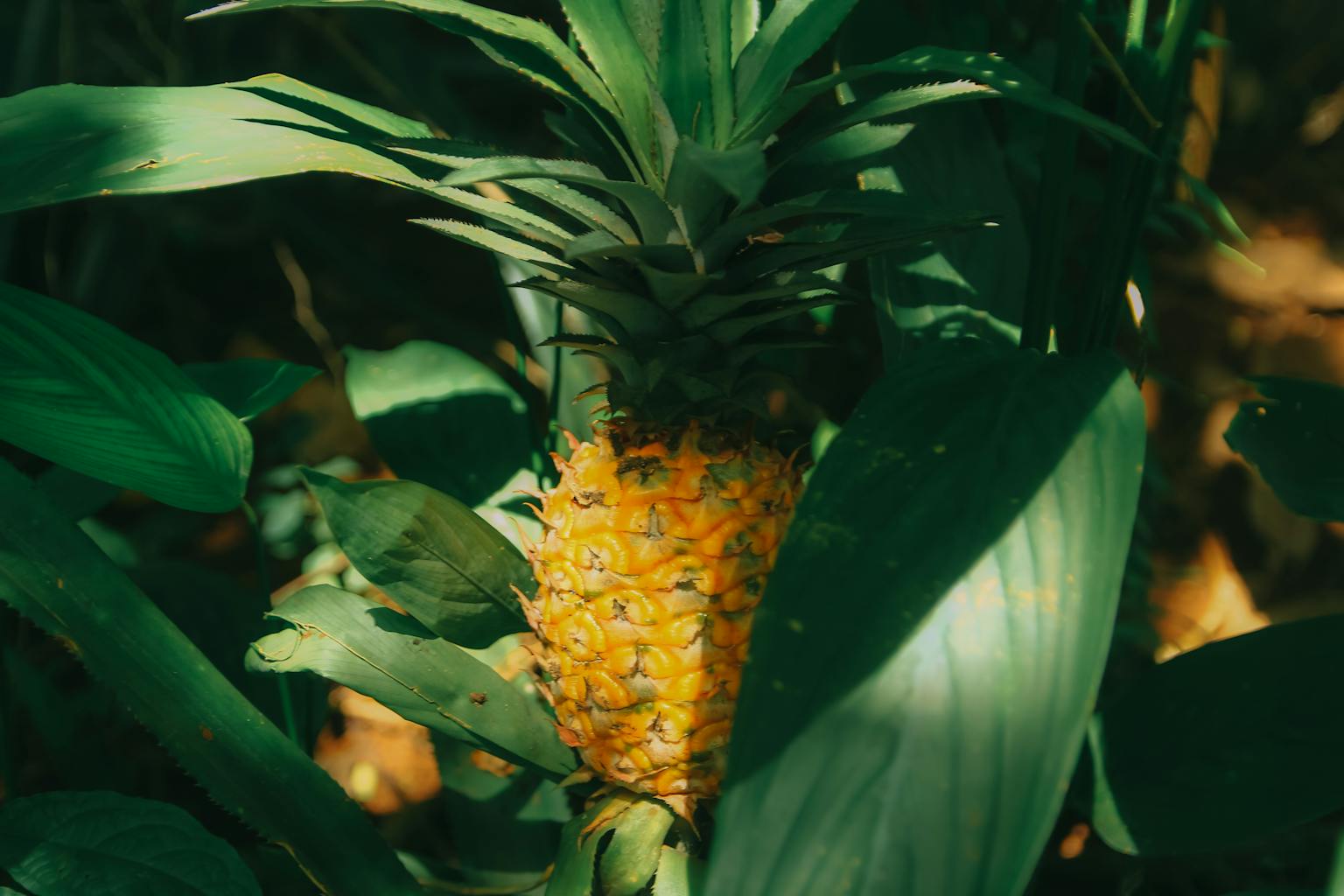How To Plant A Pineapple Tree: Step-by-Step Guide To Growing Pineapples ...
