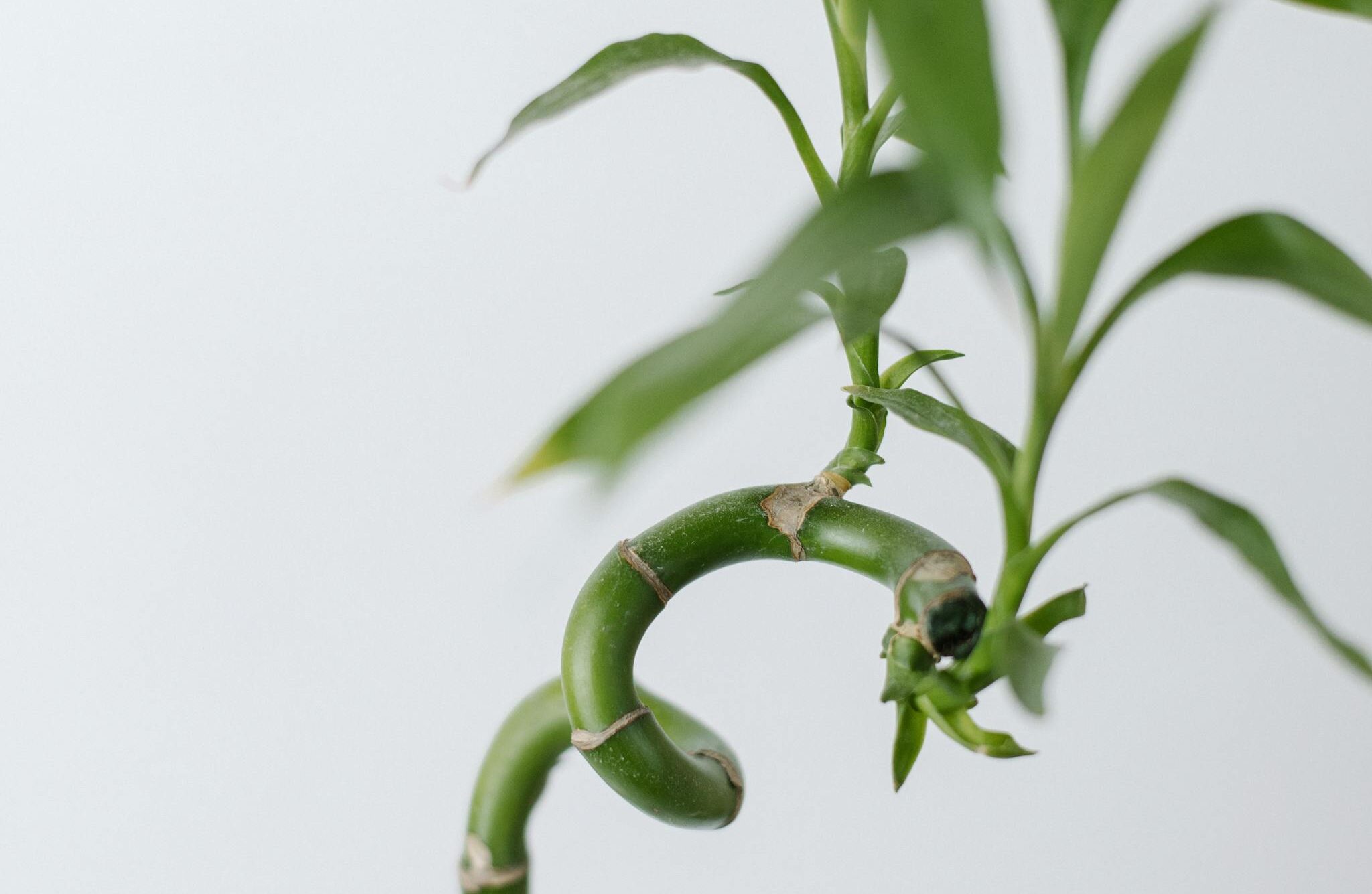 How To Prune A Lucky Bamboo Plant: Tips And Techniques